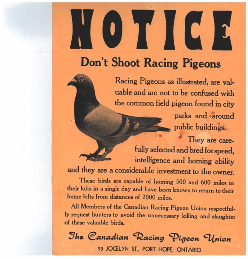 Pigeon racing poster to not shoot racing pigeons | Cobourg and District ...